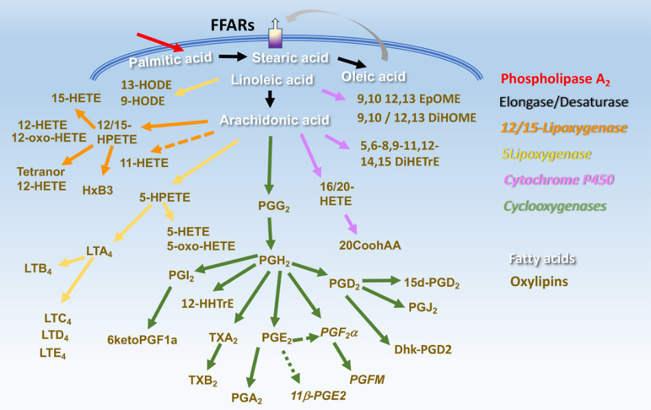 Research – Jeff and Penny Vinik Center for Translational Immunology Research